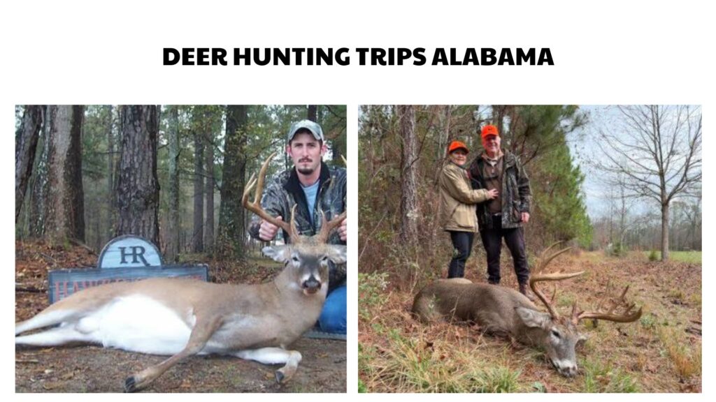 Deer Hunting Trips Alabama: Legal Planning, Public Land, Outfitters ...