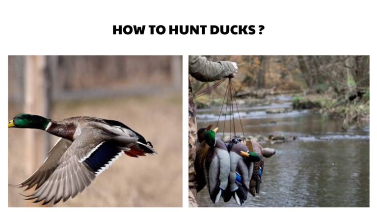 How to Hunt Ducks: Beginner Guide to Safe, Legal Duck Hunting