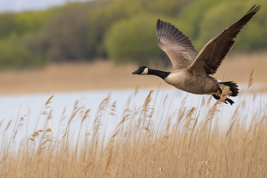 How to Hunt Canada Geese: Beginner Field Guide for Safe, Legal Goose ...