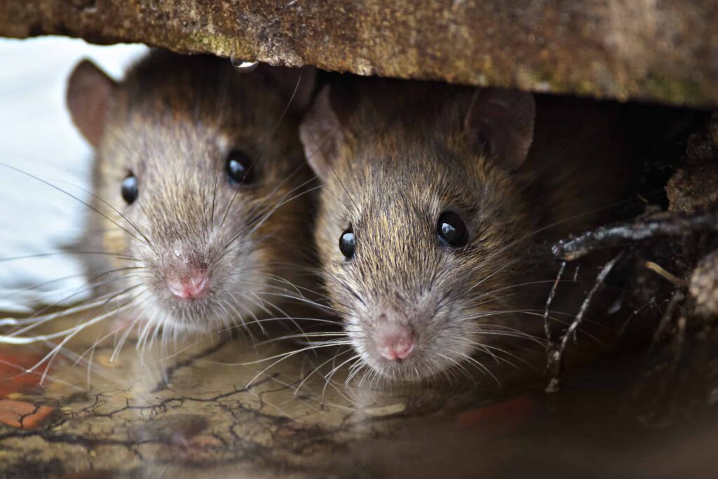 How to Hunt Rats: Beginner Guide to Safe, Legal, and Responsible Rat ...